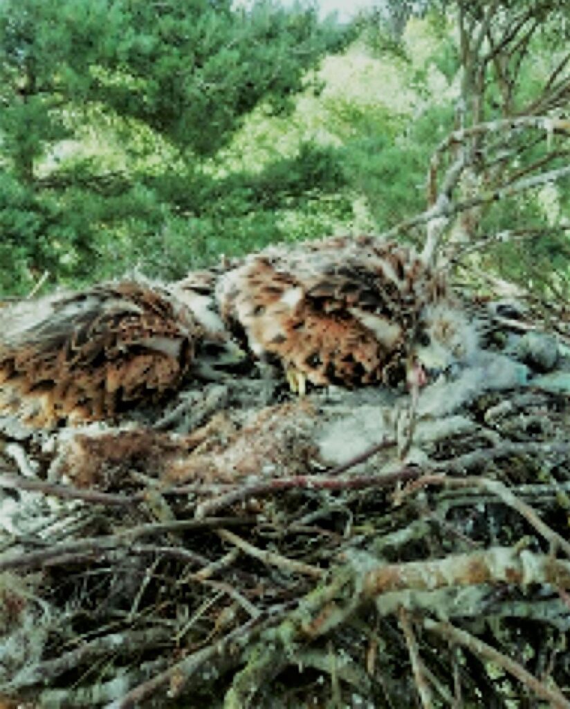 Guildford Dragon NEWS