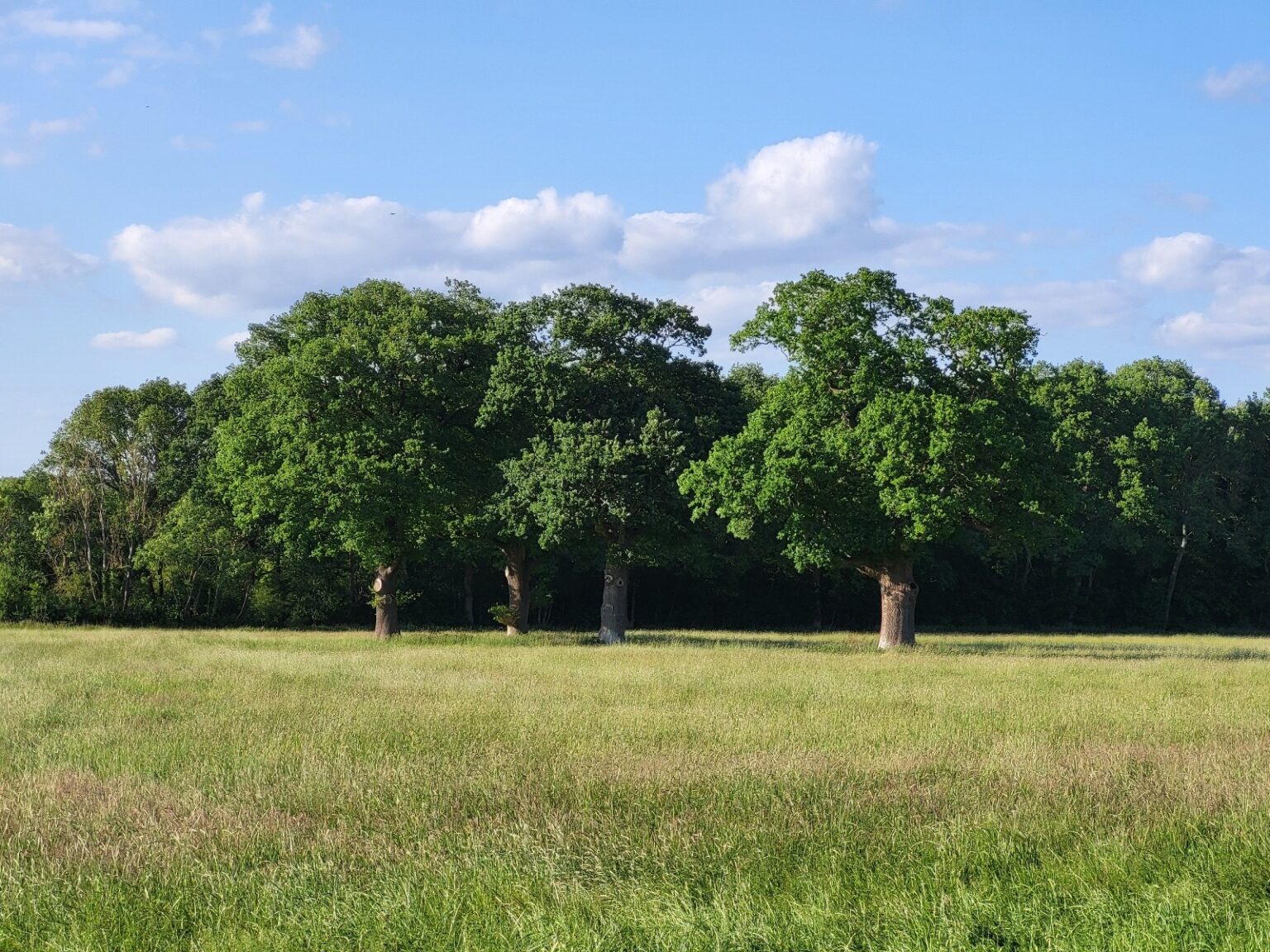 Guildford Dragon NEWS